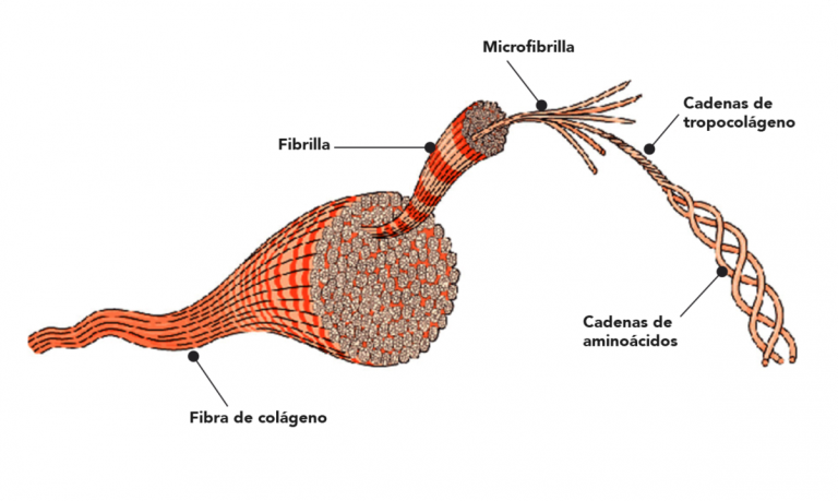 Tratamiento con colágeno | ICONICA Servicios Médicos